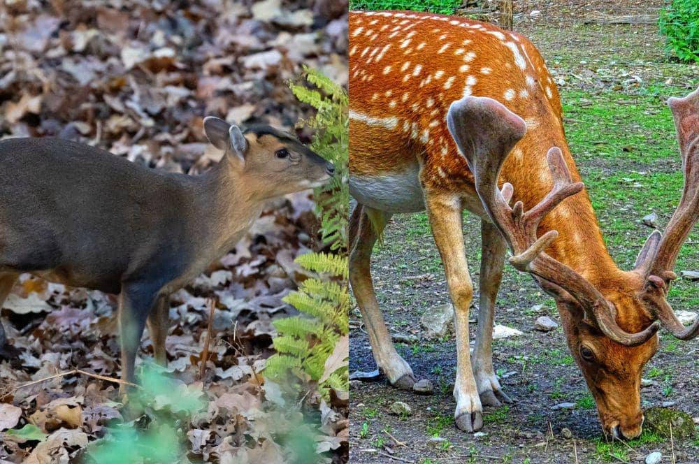 5 Perbedaan Rusa dan Kijang, Serupa Tapi Tak Sama | IDN Times Sumsel
