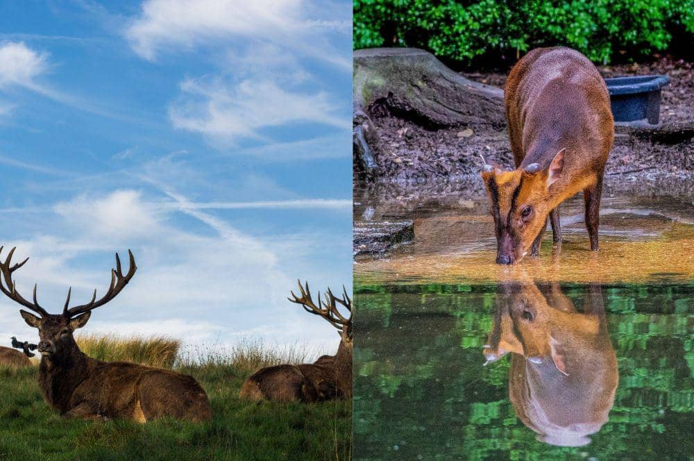 5 Perbedaan Rusa dan Kijang, Serupa Tapi Tak Sama | IDN Times Sumsel