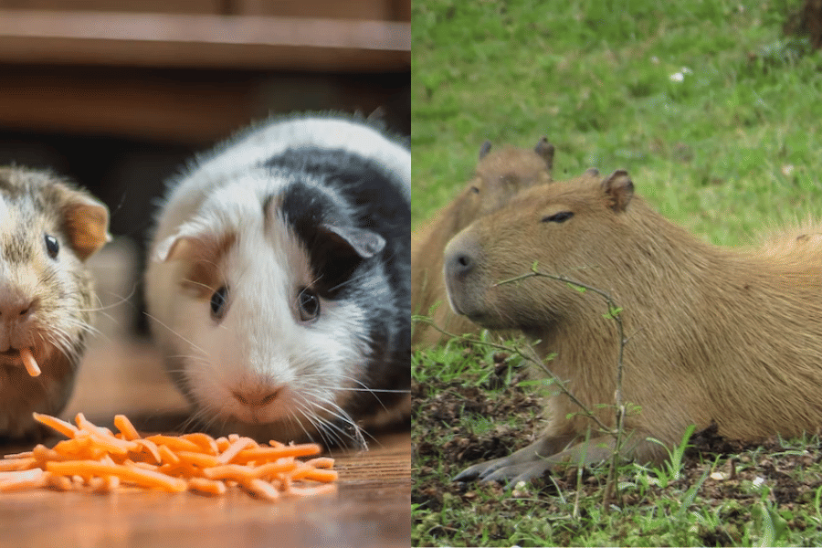 Perbedaan Capybara Dan Guinea Pig Sering Dikira Sama Idn Times