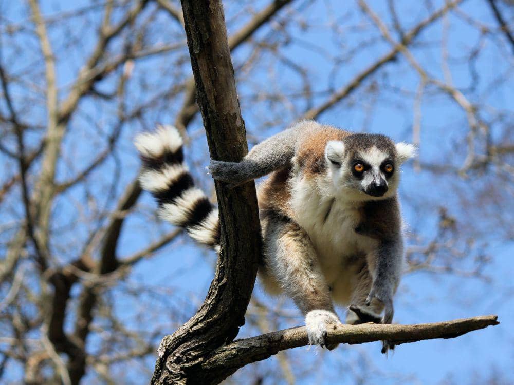 5 Fakta Lemur yang Jarang Diketahui, Hewan Endemi Madagaskar | IDN Times