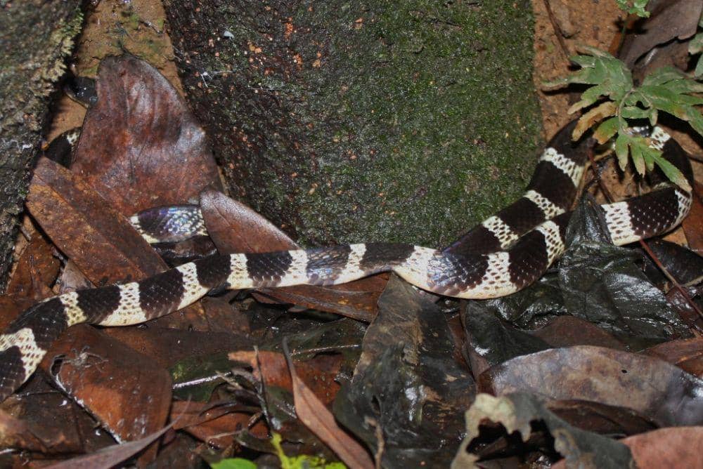 5 Fakta Ular Weling yang Punya Bisa Mematikan dan Sering Masuk Rumah ...