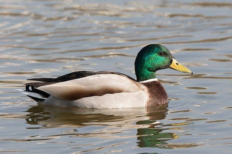 Fakta Menarik Mallard | IDN Times
