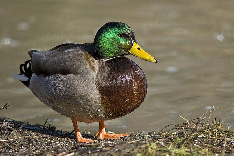 Fakta Menarik Mallard | IDN Times