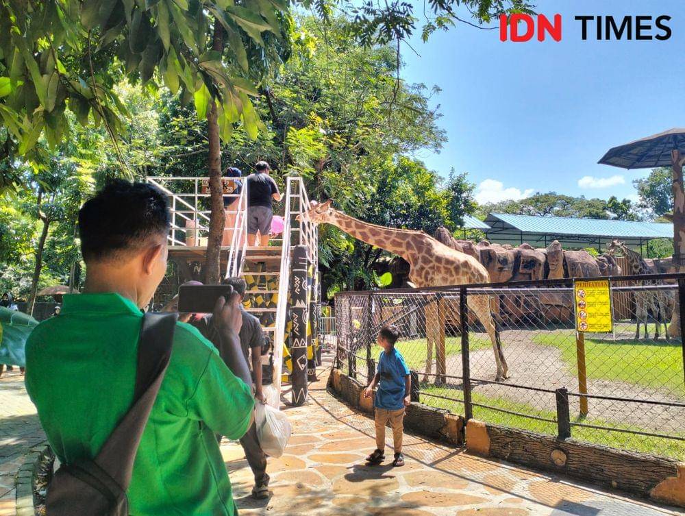 Hari Kedua Lebaran, Pengunjungi KBS Tembus 15 Ribu | IDN Times Jatim