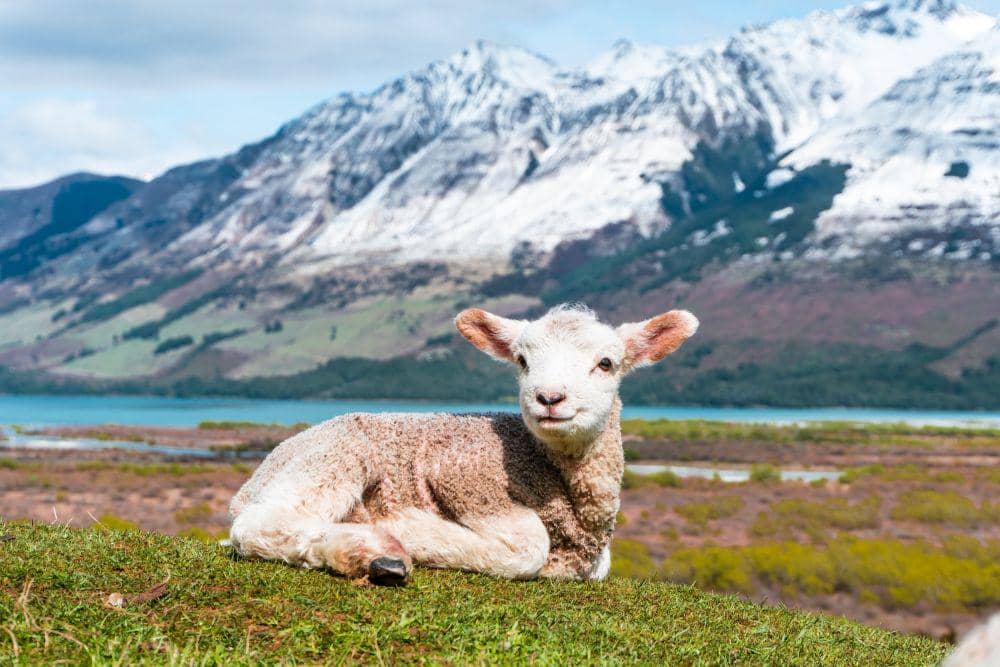 5 Fakta Ilmiah dari Domba, Tak Sama Dengan Kambing! | IDN Times