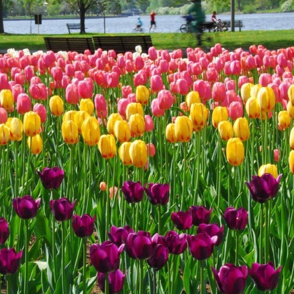 10 Tempat Paling Indah di Dunia untuk Melihat Tulip Cantik | IDN Times