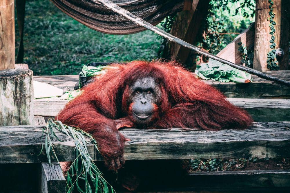 10 Hewan Endemik Indonesia yang Unik dan Dilindungi | IDN Times