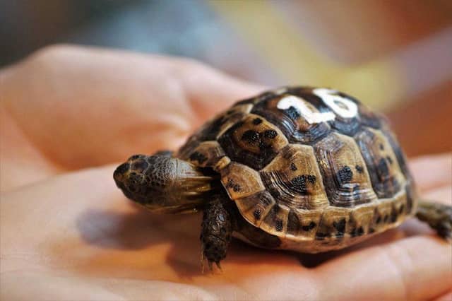 Apakah Kura-kura Termasuk Reptil atau Amfibi? | IDN Times
