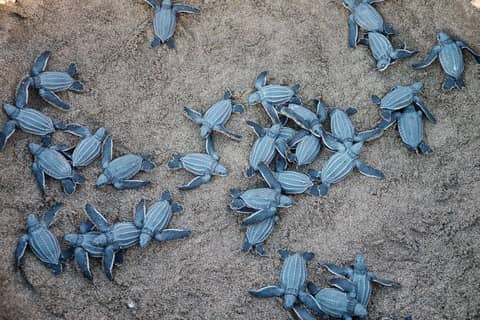 5 Fakta Penyu Belimbing, Spesies Penyu Terbesar di Dunia | IDN Times