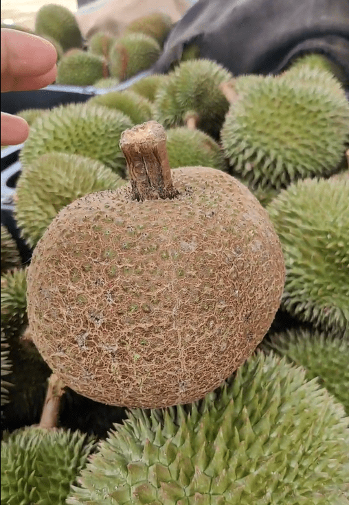 5 Fakta Unik Durian, Musang King Ternyata Punya Pasangan Lho | IDN Times