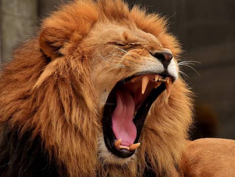 7 Fakta Menarik Singa, Pemburu yang Sangat Suka Tidur! | IDN Times