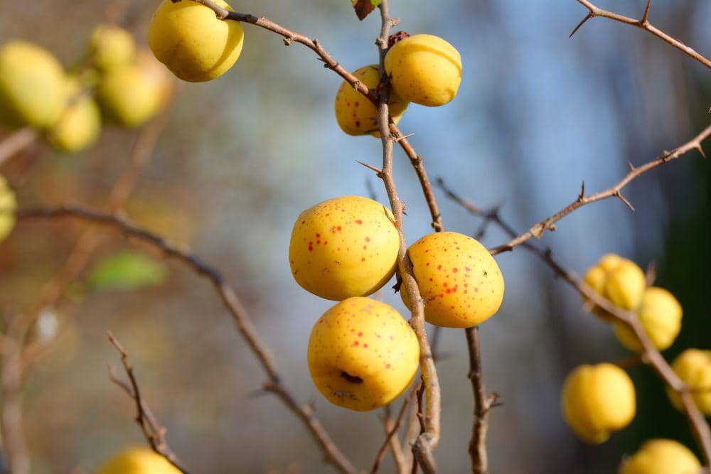 13 Fakta Menarik Buah Quince, Sudah Tahu Rasanya? | IDN Times Sumut