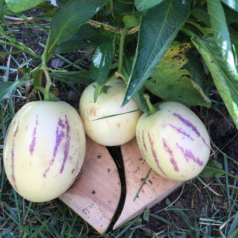 9 Fakta Buah Pepino, Semua Bagian Buahnya Bisa Dimakan | IDN Times