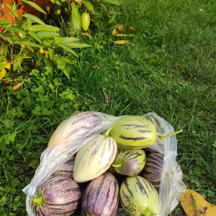 9 Fakta Buah Pepino, Semua Bagian Buahnya Bisa Dimakan | IDN Times