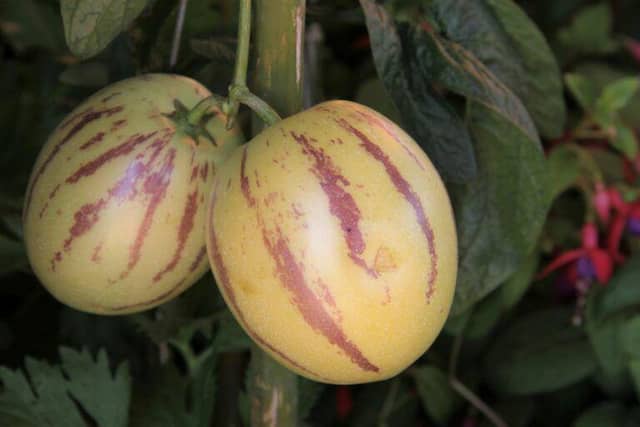 9 Fakta Buah Pepino, Semua Bagian Buahnya Bisa Dimakan | IDN Times