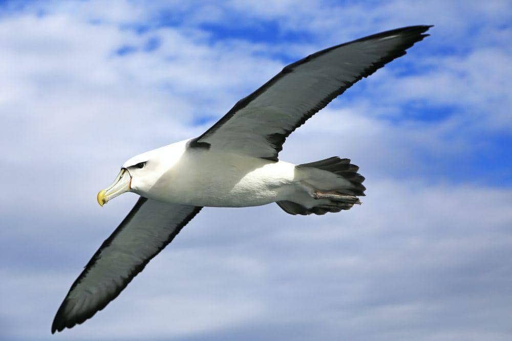 6 Fakta Unik Albatros, Terbang Sepanjang Tahun | IDN Times
