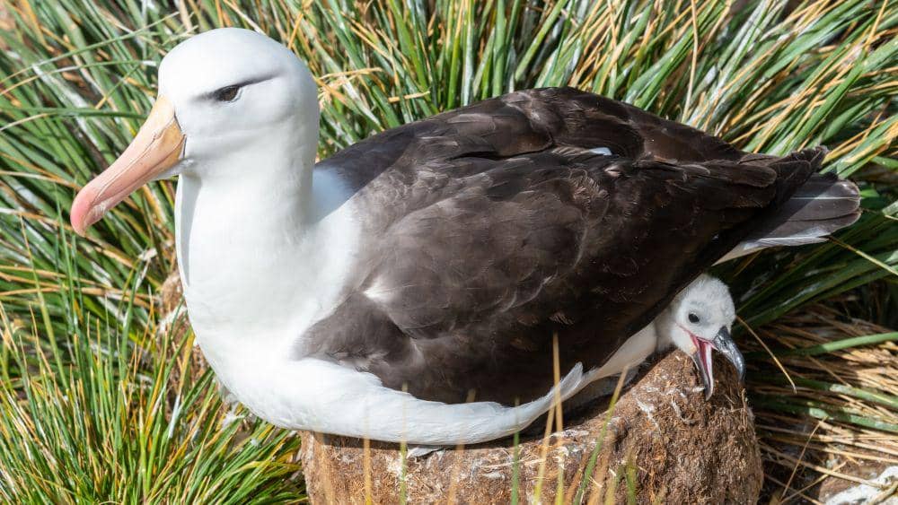 6 Fakta Unik Albatros, Terbang Sepanjang Tahun | IDN Times