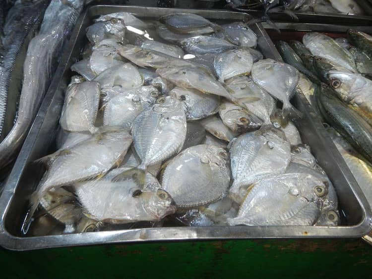 5 Fakta Famili Leiognathidae, Ikan dengan Tubuh Berlendir | IDN Times