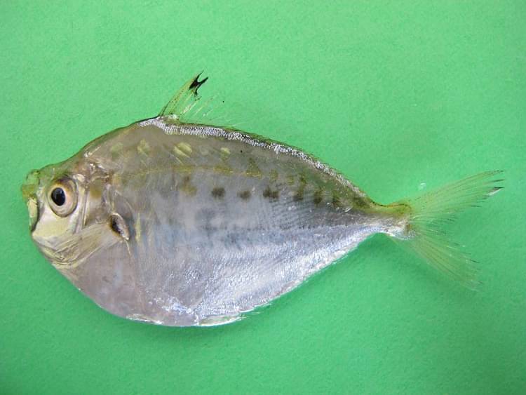 5 Fakta Famili Leiognathidae, Ikan dengan Tubuh Berlendir | IDN Times