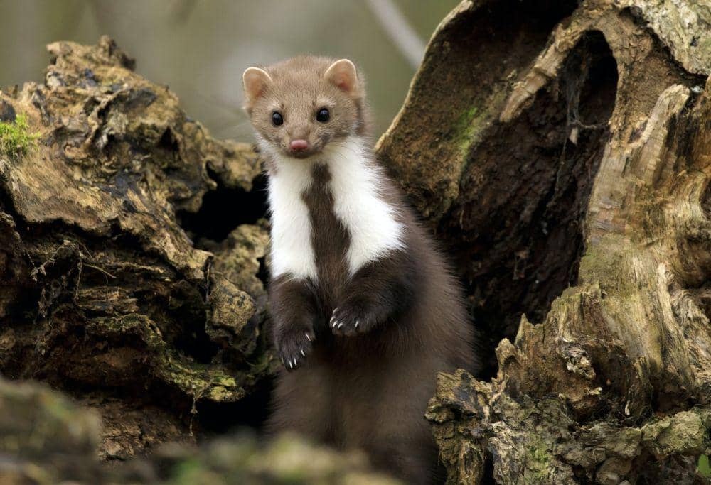 5 Fakta Musang yang Jarang Diketahui, Mana yang Kamu Tahu? | IDN Times