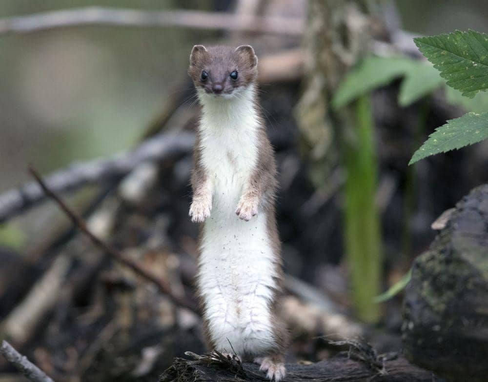 5 Fakta Musang yang Jarang Diketahui, Mana yang Kamu Tahu? | IDN Times
