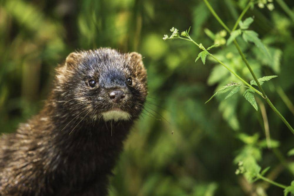 5 Fakta Musang yang Jarang Diketahui, Mana yang Kamu Tahu? | IDN Times