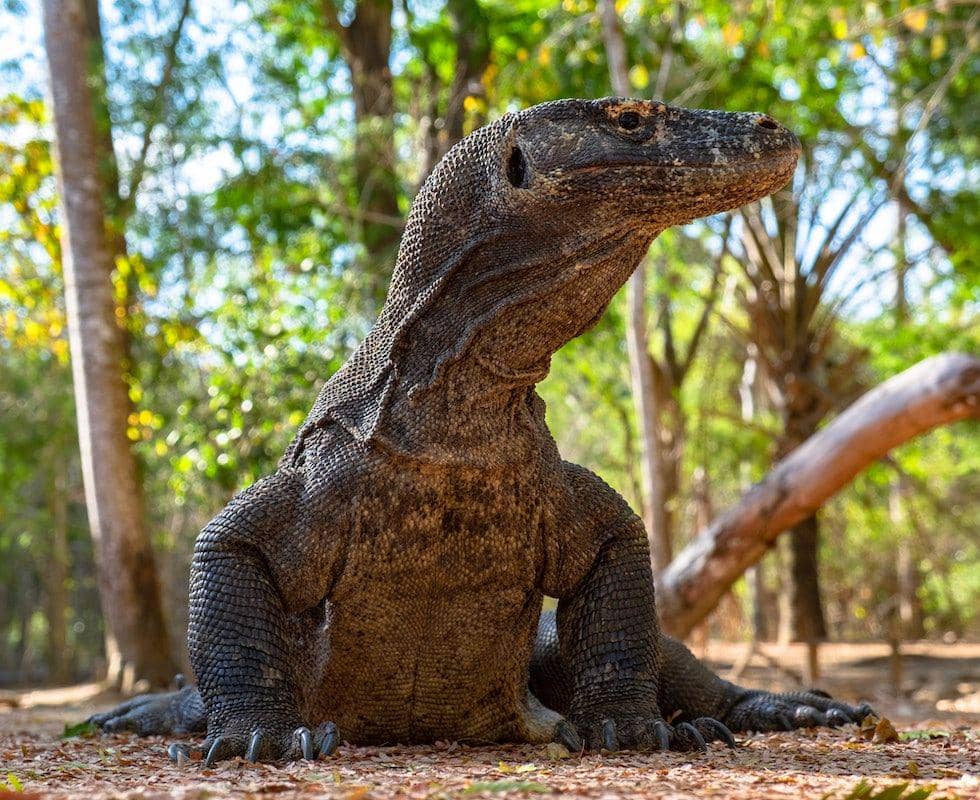 7 Fakta Unik Komodo, Hewan Purba yang Masih Hidup | IDN Times