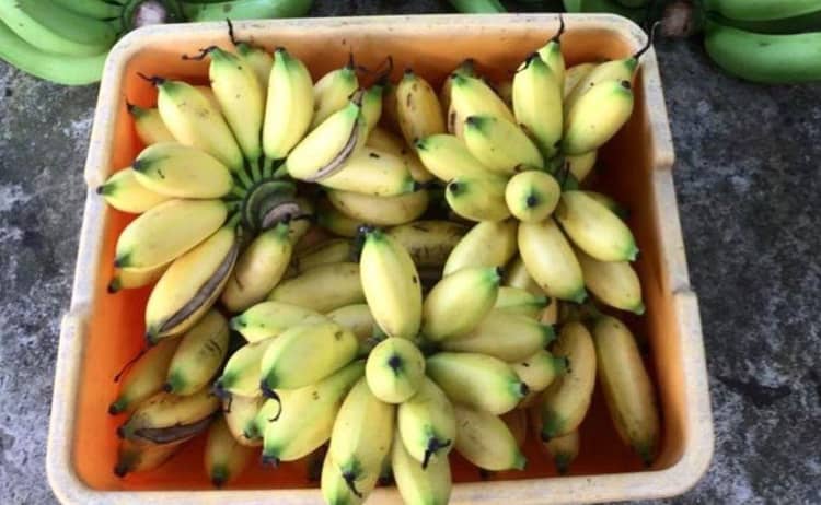 Fakta Unik Pisang Muli, Ikon Buah Khas Lampung Goda Selera | IDN Times ...