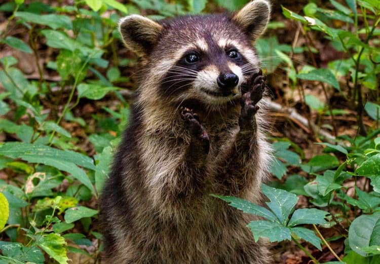 5 Fakta Menarik dari Rakun, Hewan yang Memiliki Topeng! | IDN Times