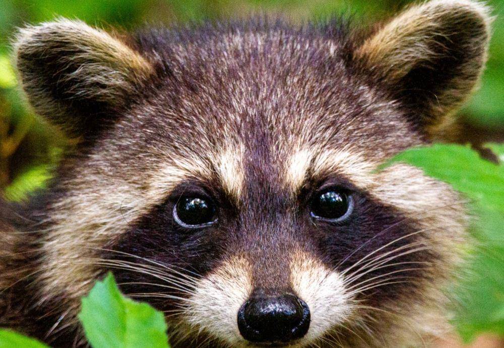 5 Fakta Menarik dari Rakun, Hewan yang Memiliki Topeng! | IDN Times