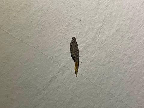 Apa Itu Kamitetep? Serangga yang Sering Ada di Dinding Rumah | IDN Times