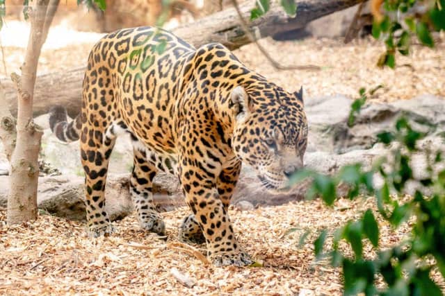 10 Fakta Menarik Jaguar, Kucing Terbesar Ketiga di Dunia | IDN Times