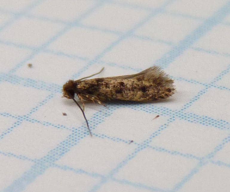 Apa Itu Kamitetep? Serangga yang Sering Ada di Dinding Rumah | IDN Times