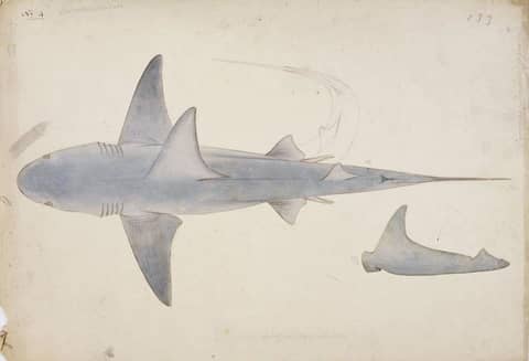 7 Spesies Hiu yang Menghuni Air Tawar | IDN Times