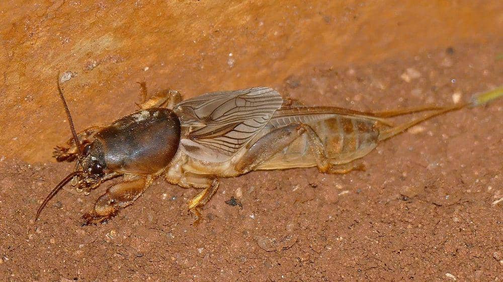 5 Fakta Famili Gryllotalpidae, Faktanya Orong-Orong | IDN Times