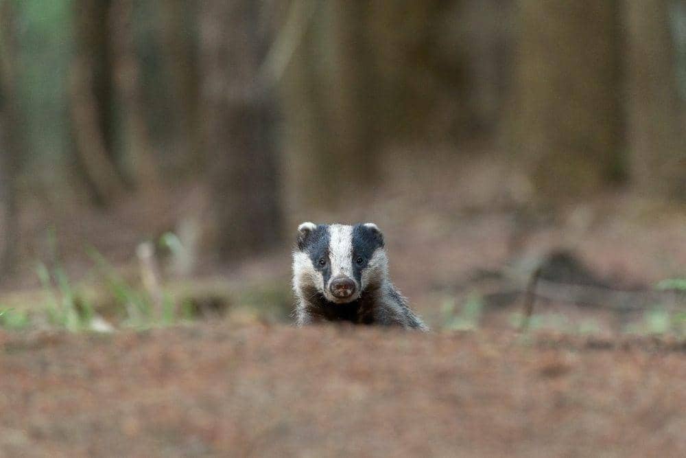 6 Fakta Unik Badger yang Bisa Bekerja Sama dengan Hewan Lain | IDN Times