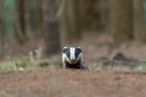 6 Fakta Unik Badger yang Bisa Bekerja Sama dengan Hewan Lain | IDN Times