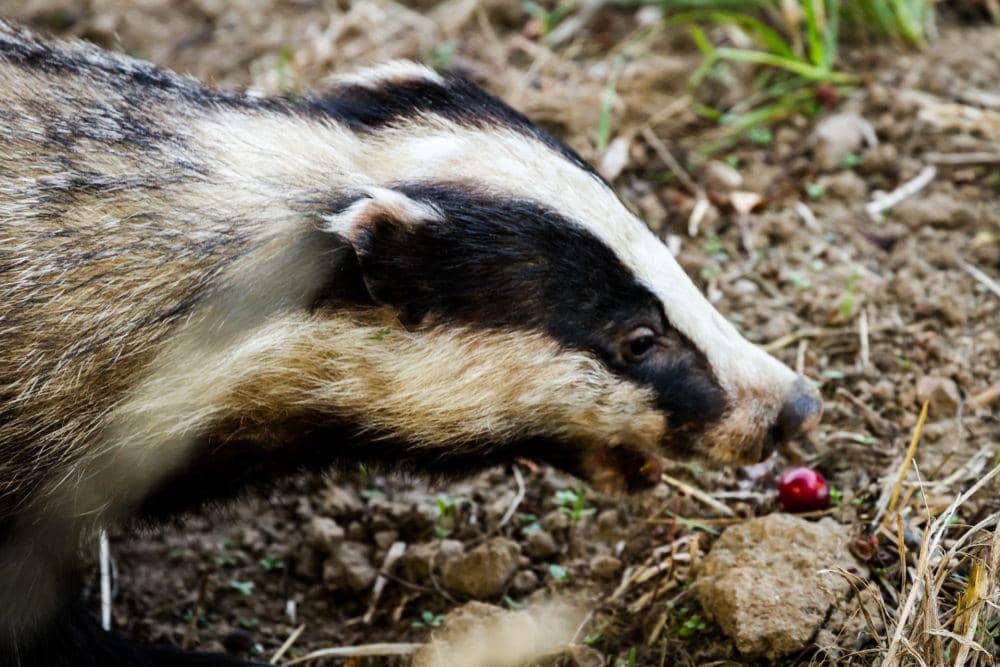 6 Fakta Unik Badger yang Bisa Bekerja Sama dengan Hewan Lain | IDN Times