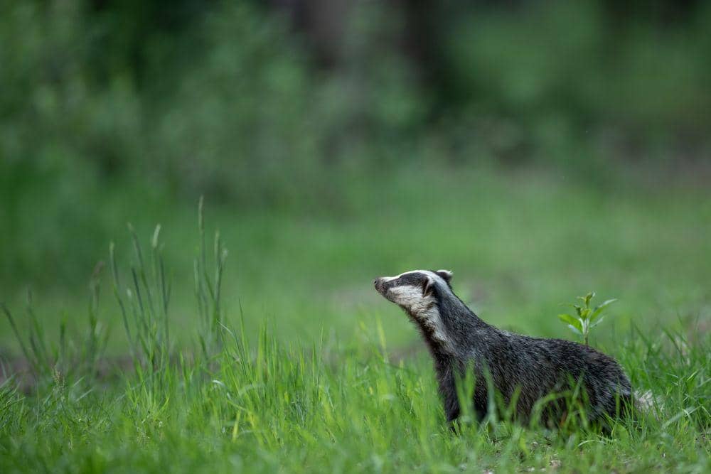 6 Fakta Unik Badger yang Bisa Bekerja Sama dengan Hewan Lain | IDN Times