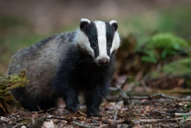 6 Fakta Unik Badger yang Bisa Bekerja Sama dengan Hewan Lain | IDN Times