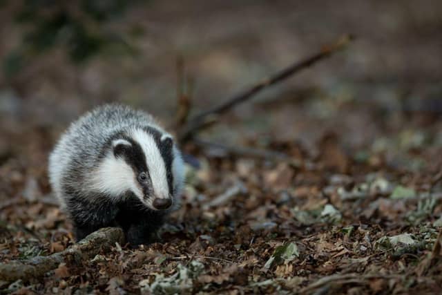 6 Fakta Unik Badger yang Bisa Bekerja Sama dengan Hewan Lain | IDN Times