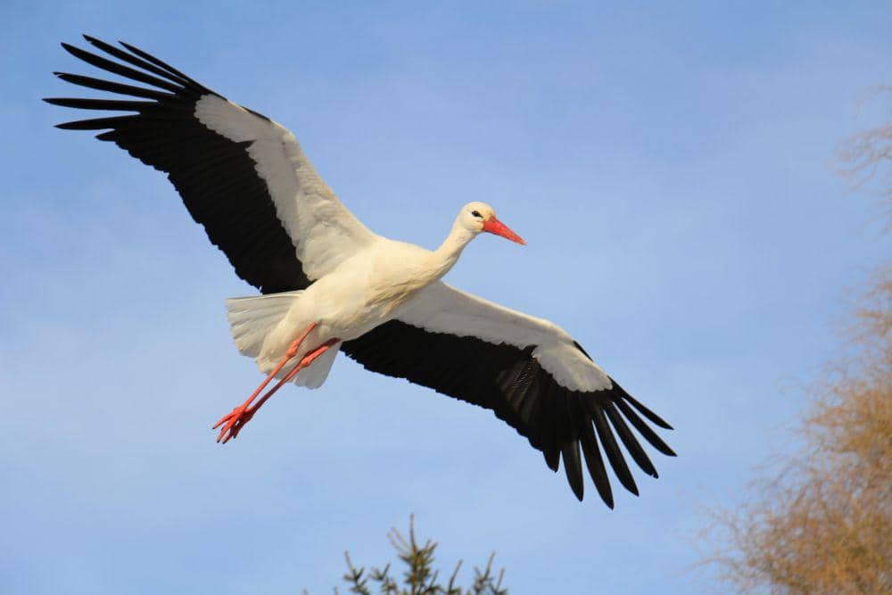 5 Fakta Burung Bangau yang Jarang Diketahui | IDN Times
