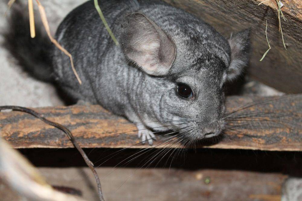 8 Fakta Menarik Chinchilla, Mereka Harus Mandi Debu | IDN Times