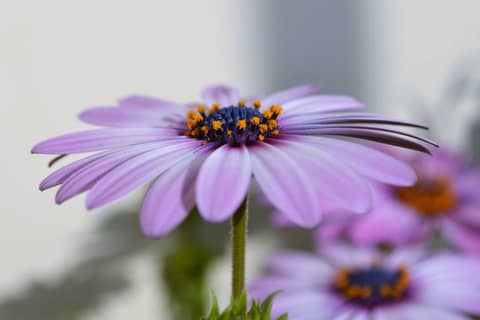 6 Fakta Menarik Daisy, Bunga yang Sangat Tangguh! | IDN Times