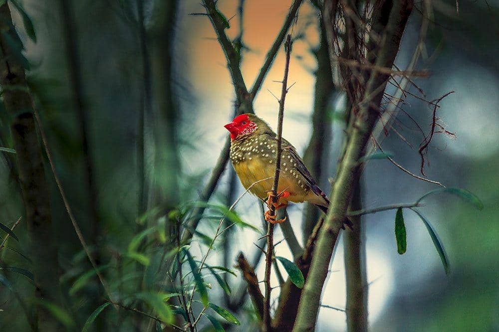 455 Nama Burung yang Bagus Pembawa Hoki | IDN Times