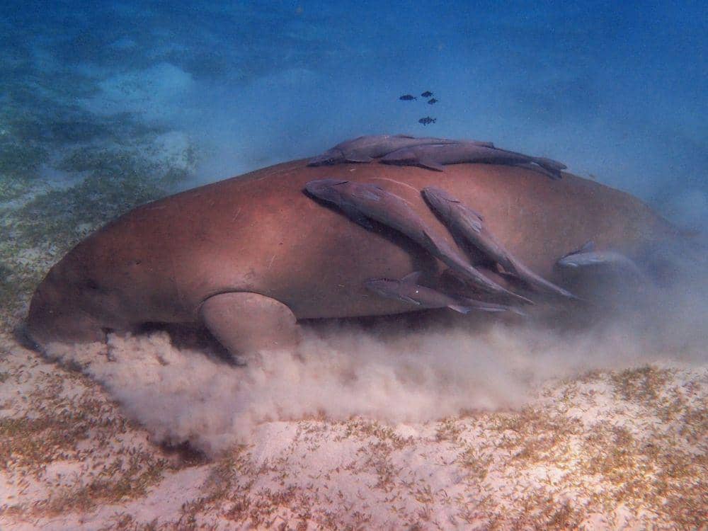 5 Fakta Menakjubkan Dugong | IDN Times