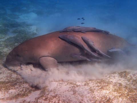 5 Fakta Menakjubkan Dugong | IDN Times