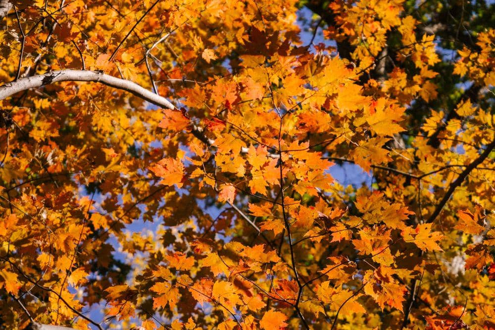 7 Fakta Menakjubkan Pohon Maple, Pohon Kuno yang Bermanfaat | IDN Times