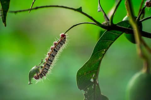 CEK FAKTA: Ulat Bulu Beracun Sudah Bunuh Puluhan Anak | IDN Times