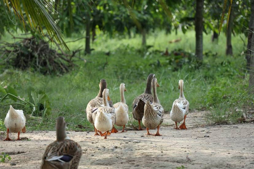 Perbedaan Bebek dengan Itik, Keduanya Sering Disamakan | IDN Times